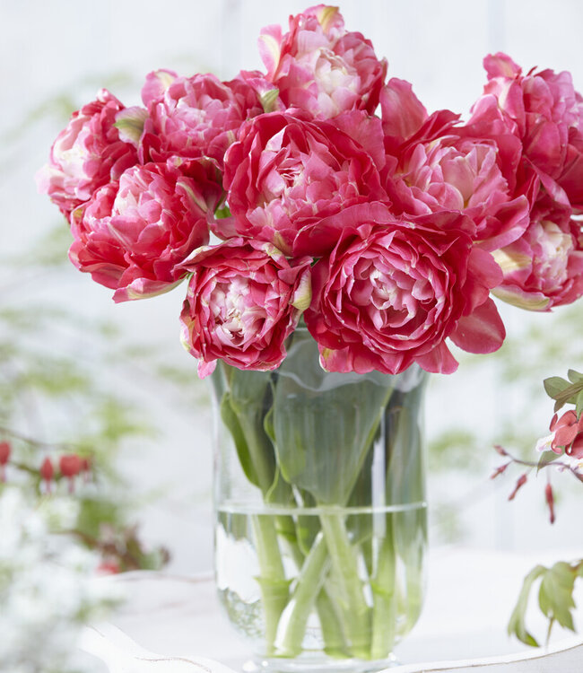 Tulip bulbs Double Sugar - new, beautiful, sweetpink peony tulip ...