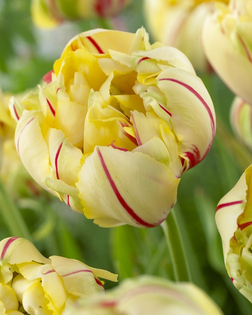 Tulip bulbs Glamour Unique - popular, lightyellow peony tulip! - Tulip ...