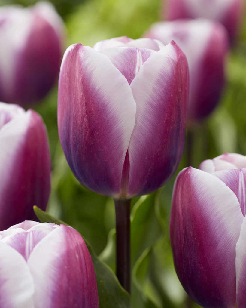 Tulip bulbs Librije - new unique tulip! - Tulip Store