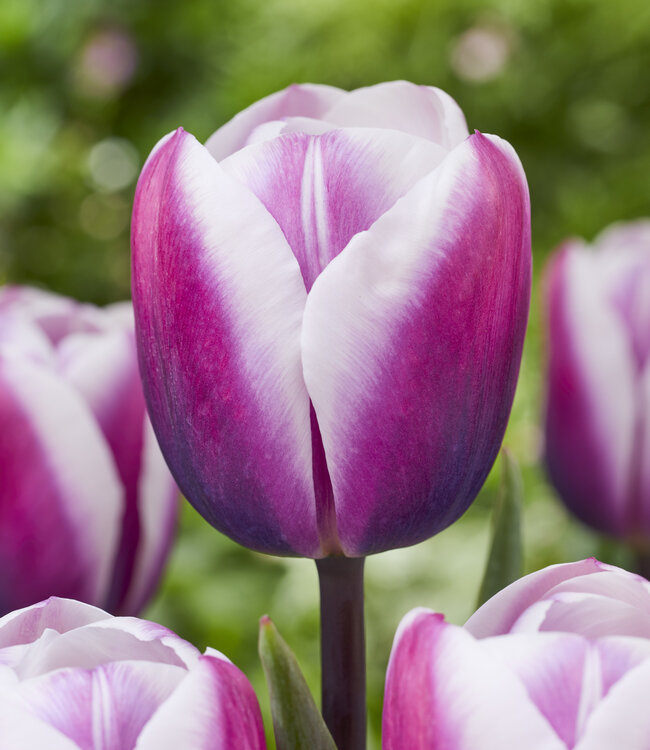 Tulip bulbs Librije - new unique tulip! - Tulip Store
