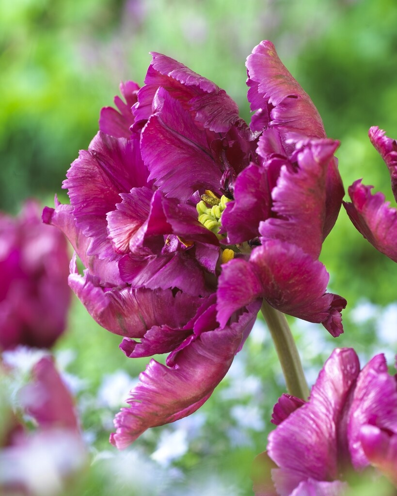Tulip bulbs Negrita Parrot - a special appearance! - Tulip Store