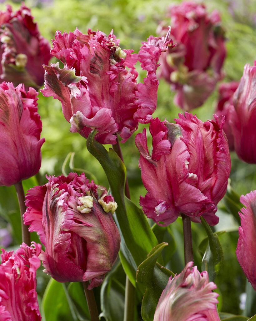 Tulipbulbs Power Parrot - powerfull pink tulip! - Tulip Store