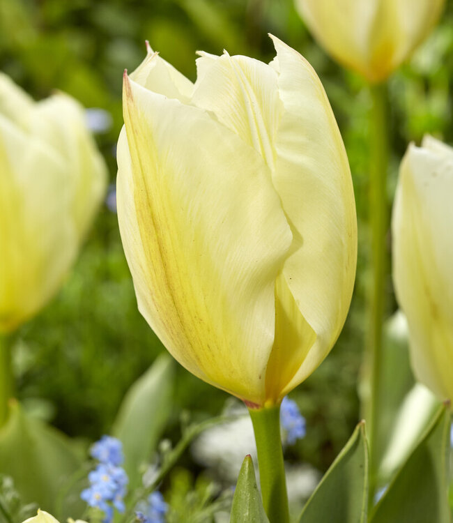 Tulip bulbs Purissima - large, white flowers! - Tulip Store