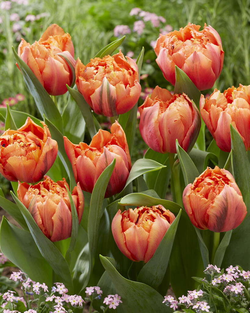 Tulip bulbs Royal Centennial - amazing new peonyflowering tulip ...
