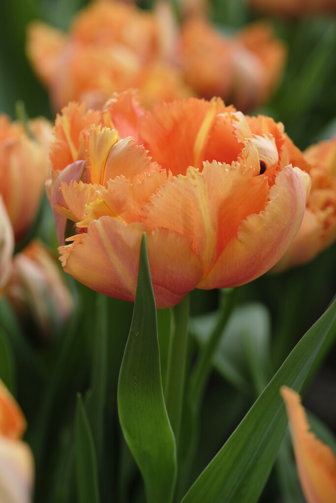 Tulip bulbs Royal Centennial - amazing new peonyflowering tulip ...
