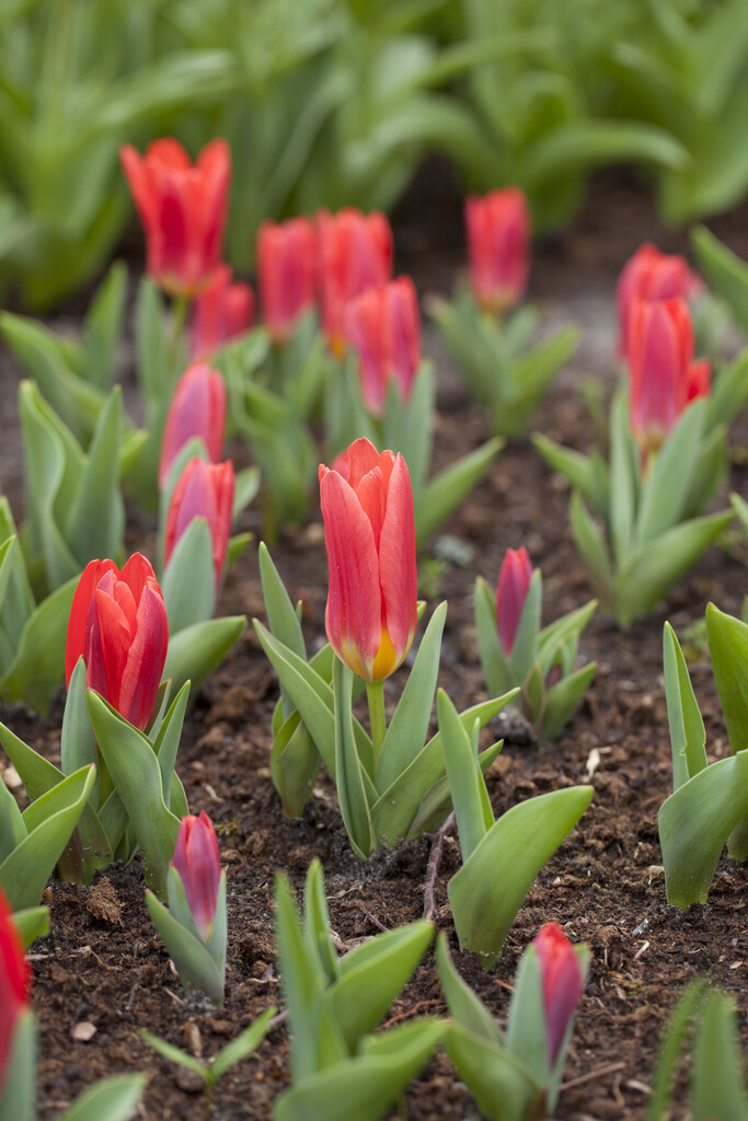 Tulip bulbs Scarlet Baby - new red tulip! - Tulip Store
