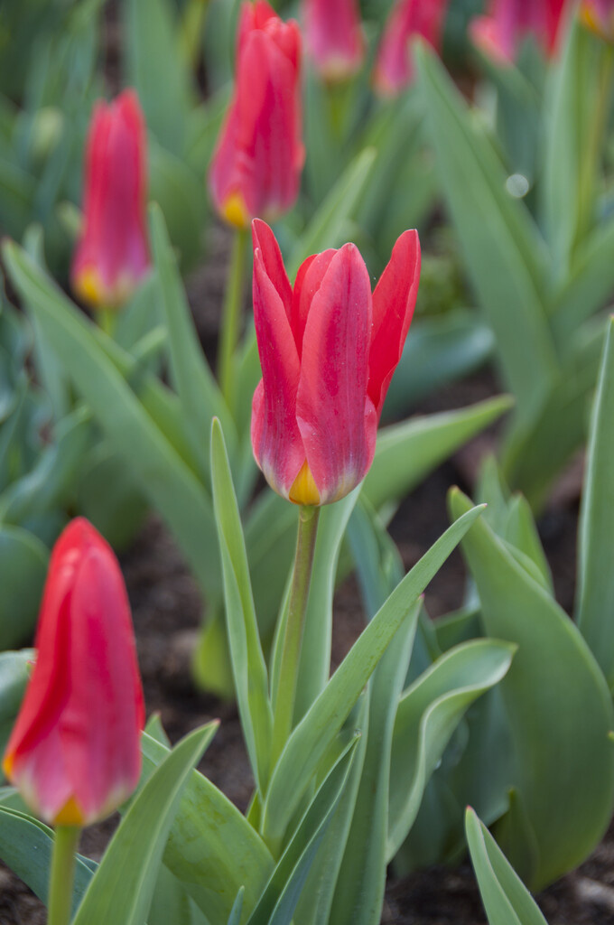 Tulip bulbs Scarlet Baby - new red tulip! - Tulip Store