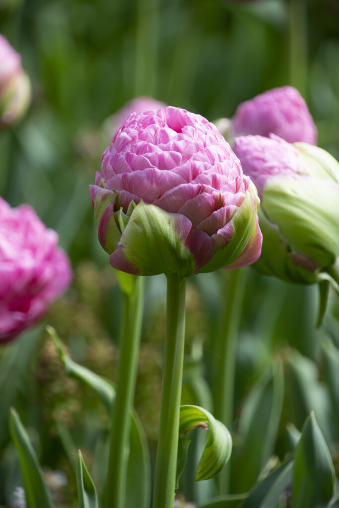 Tulip bulbs Strawberry Cream - very new pink peony tulip! - Tulip Store