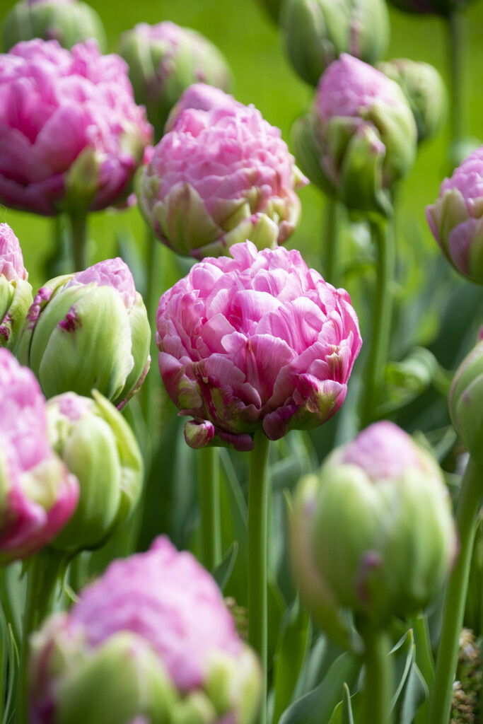 Tulip bulbs Strawberry Cream - very new pink peony tulip! - Tulip Store