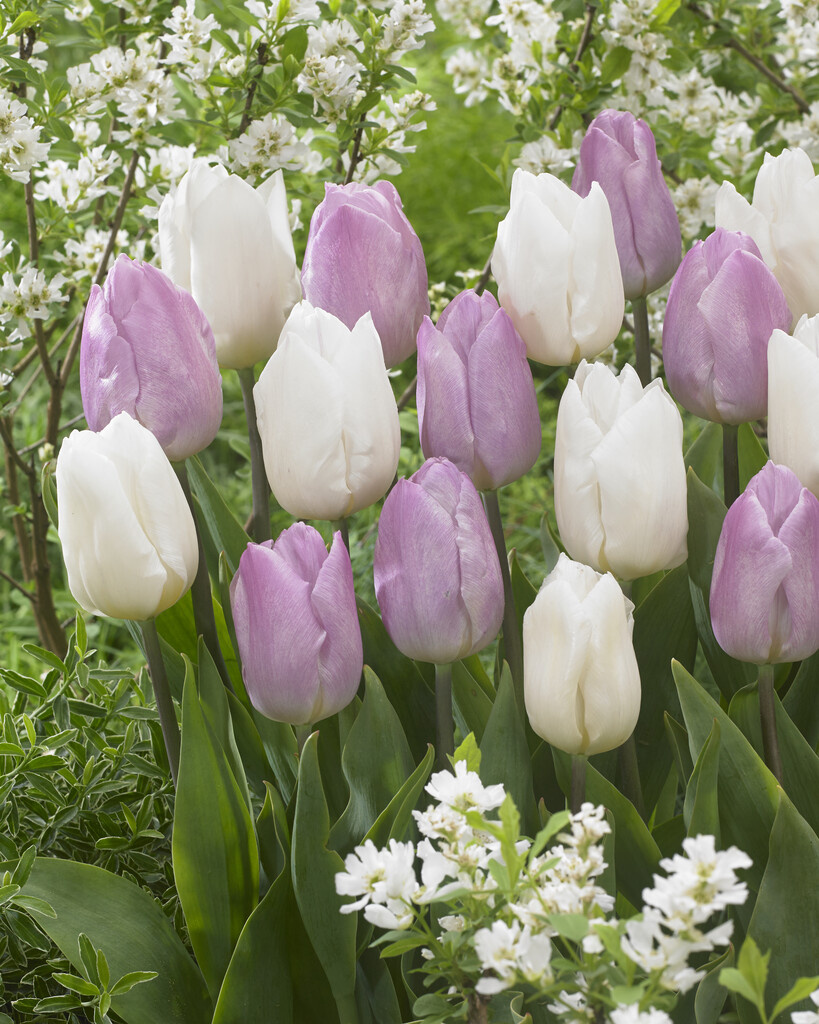 Tulip bulbs White Prince - suitable for border and pot! - Tulip Store