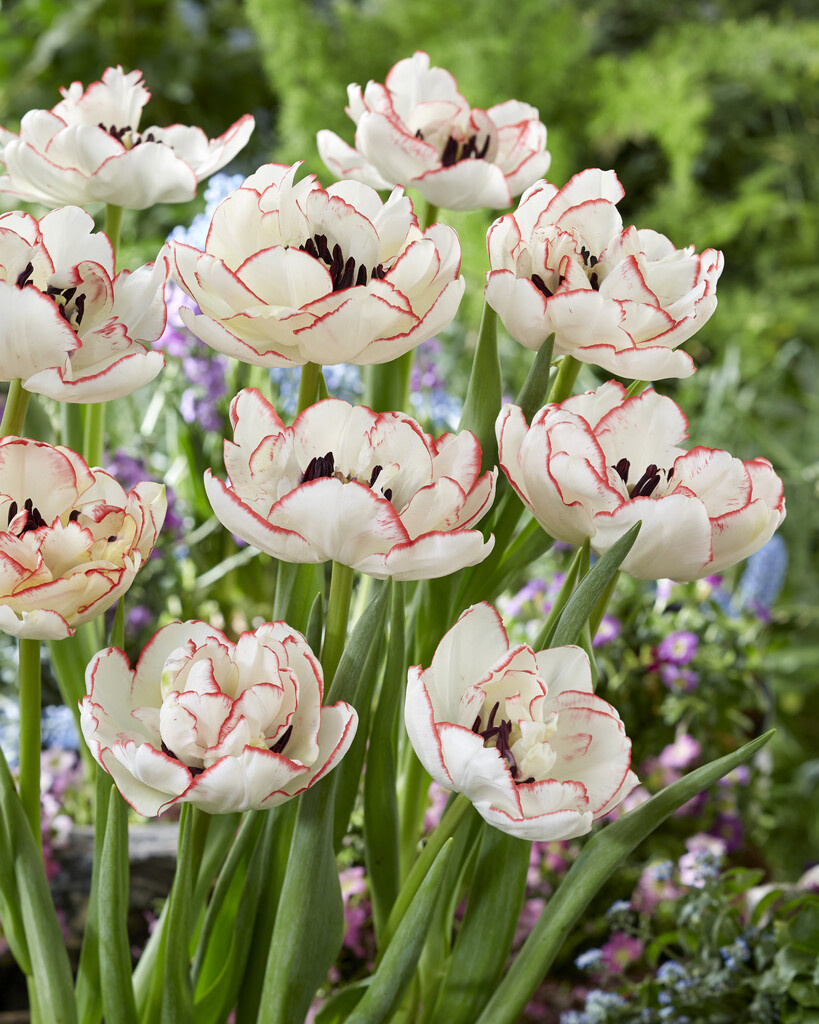 Tulip bulbs Wild Romance - peony tulip with pink edges! - Tulip Store