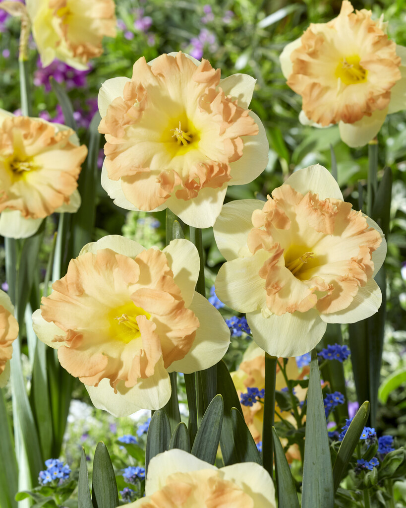 Narcissus bulbs Easter Party - lovely yellow orange daffodil! - Tulip Store