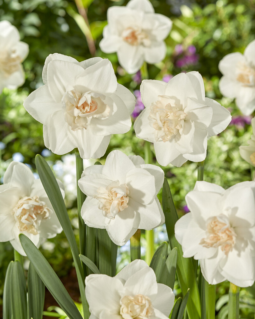 Narcissus bulbs Tender Beauty - richly filled yellow daffodil! - Tulip ...