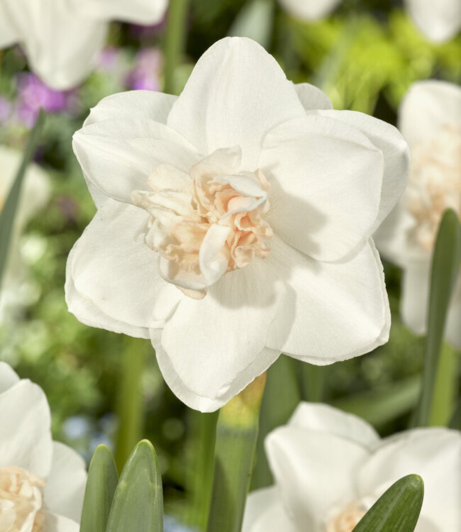 Narcissus bulbs Tender Beauty - richly filled yellow daffodil! - Tulip ...