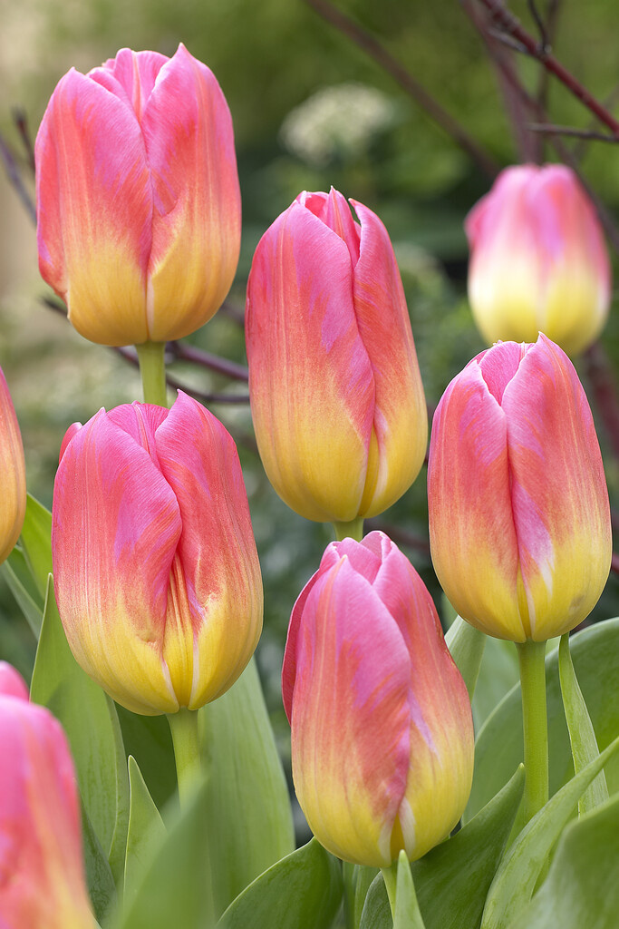 Tulip bulbs Tompouce - new tulip with amazing colours! - Tulip Store