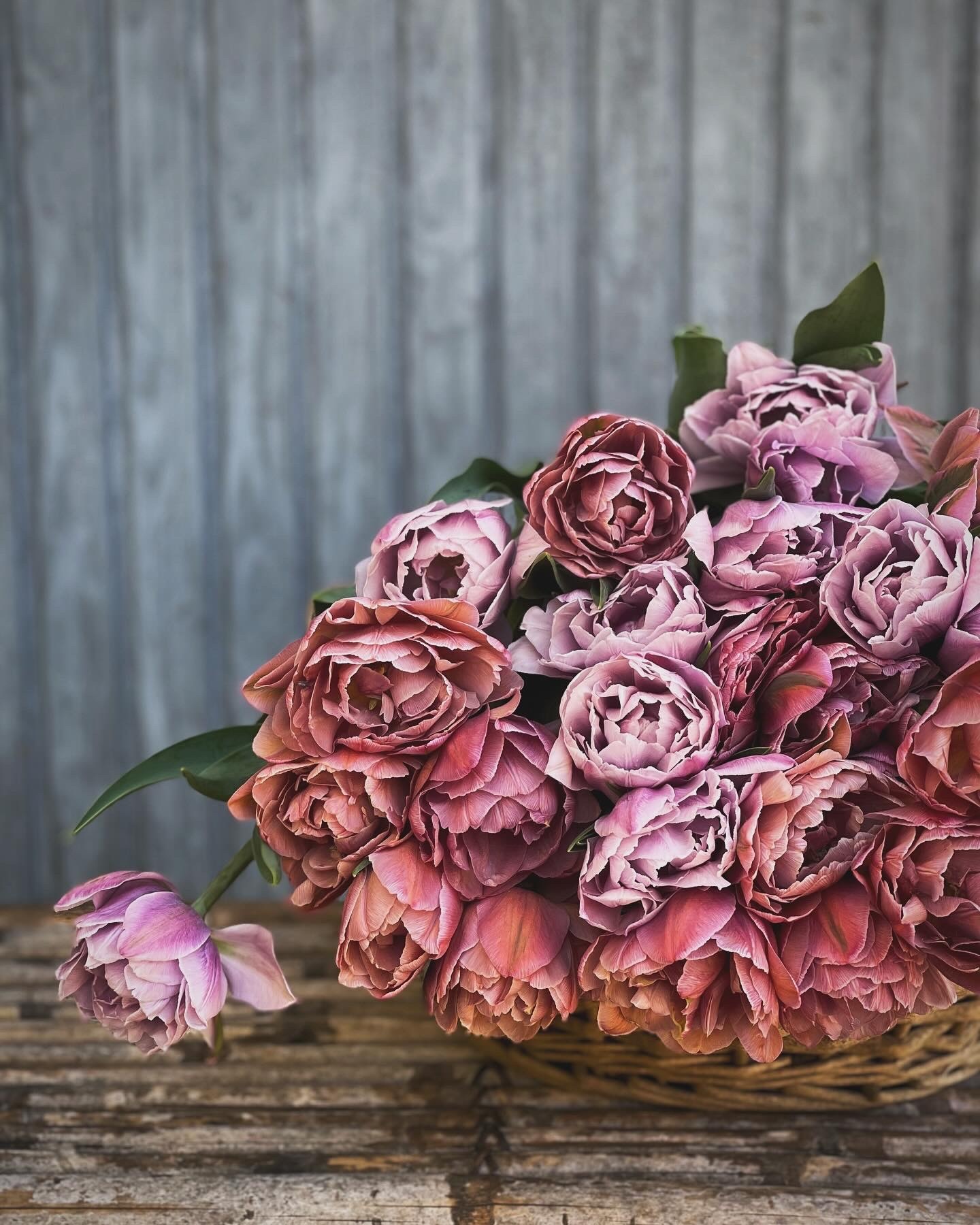 Tulip bulbs Michaela's Inspiration - a wonderful mixture of tulips ...