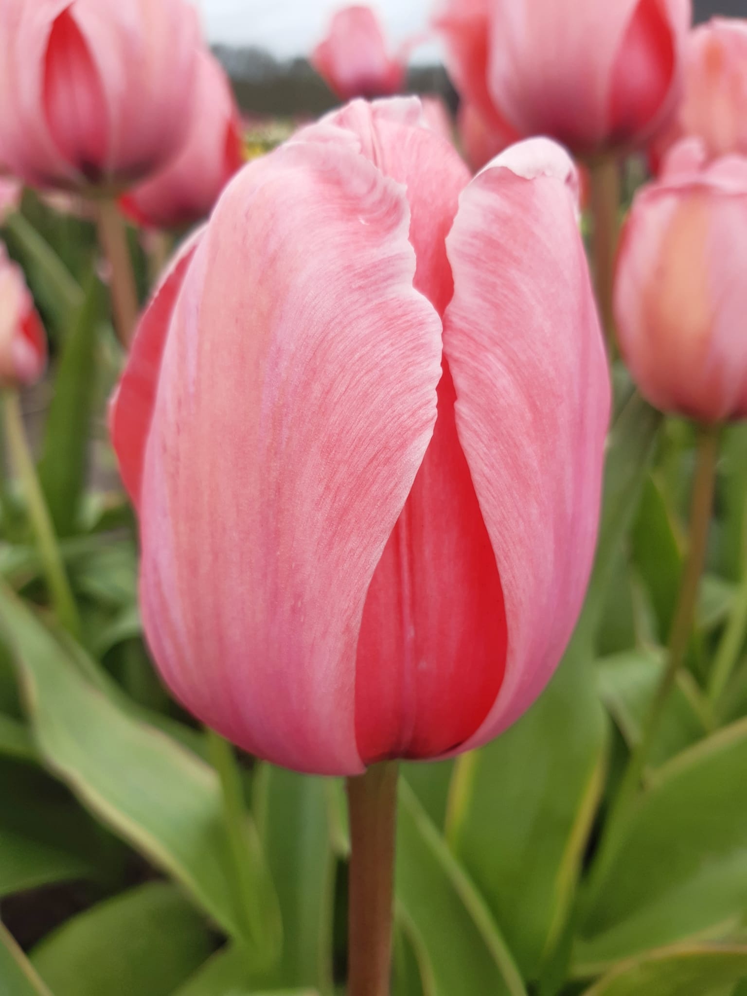 Tulip bulbs Design Impression - huge tulips in your garden! - Tulip Store