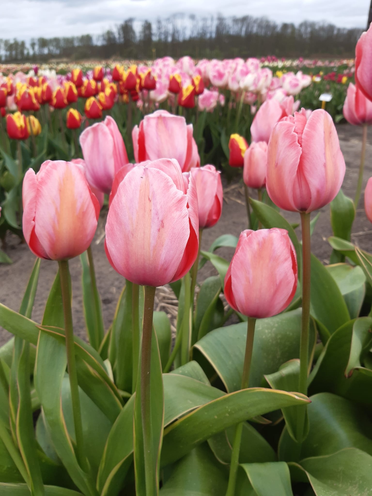 Tulip bulbs Design Impression - huge tulips in your garden! - Tulip Store