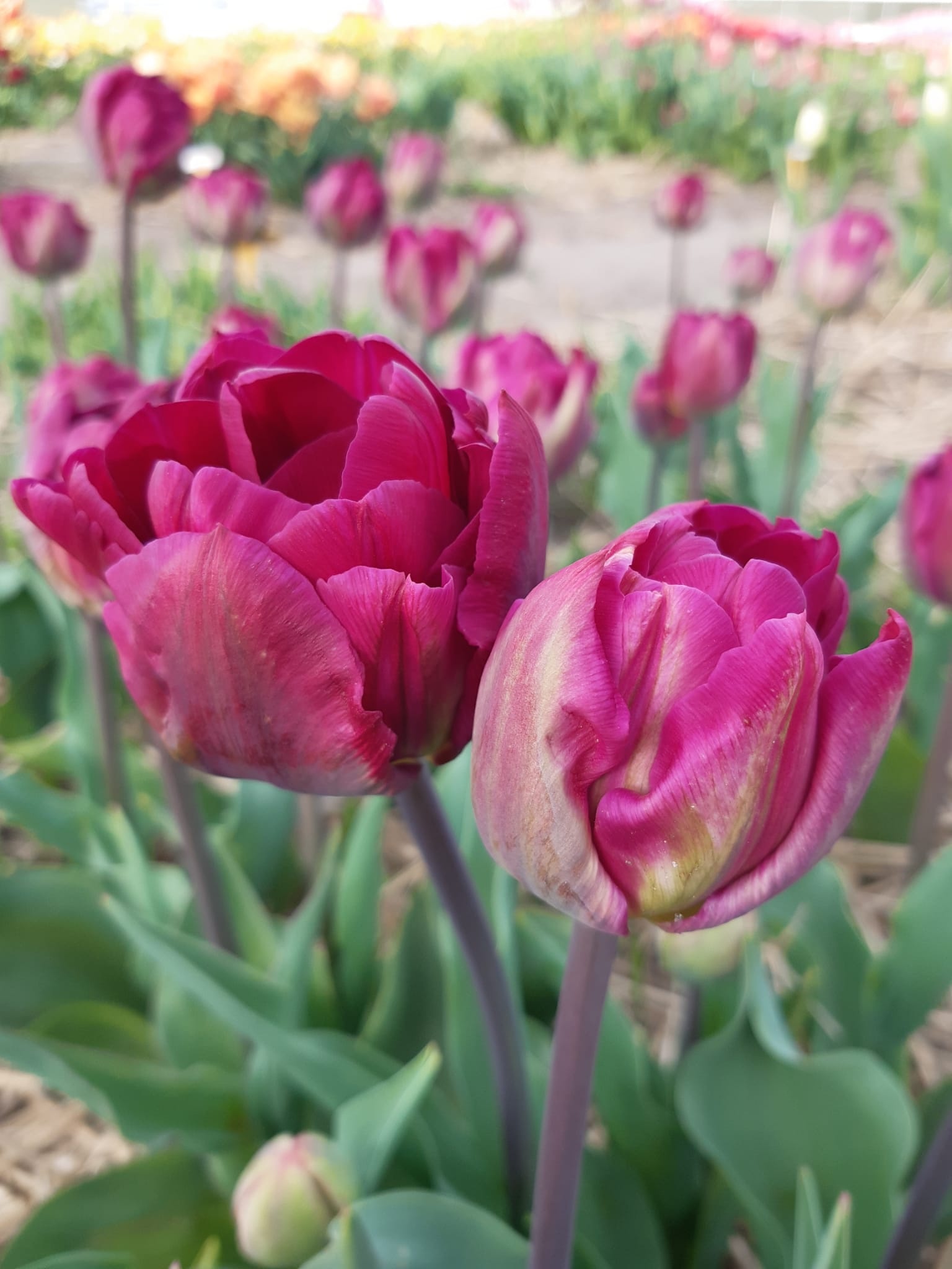 Tulip bulbs Jinan - beautiful peony tulip! - Tulip Store