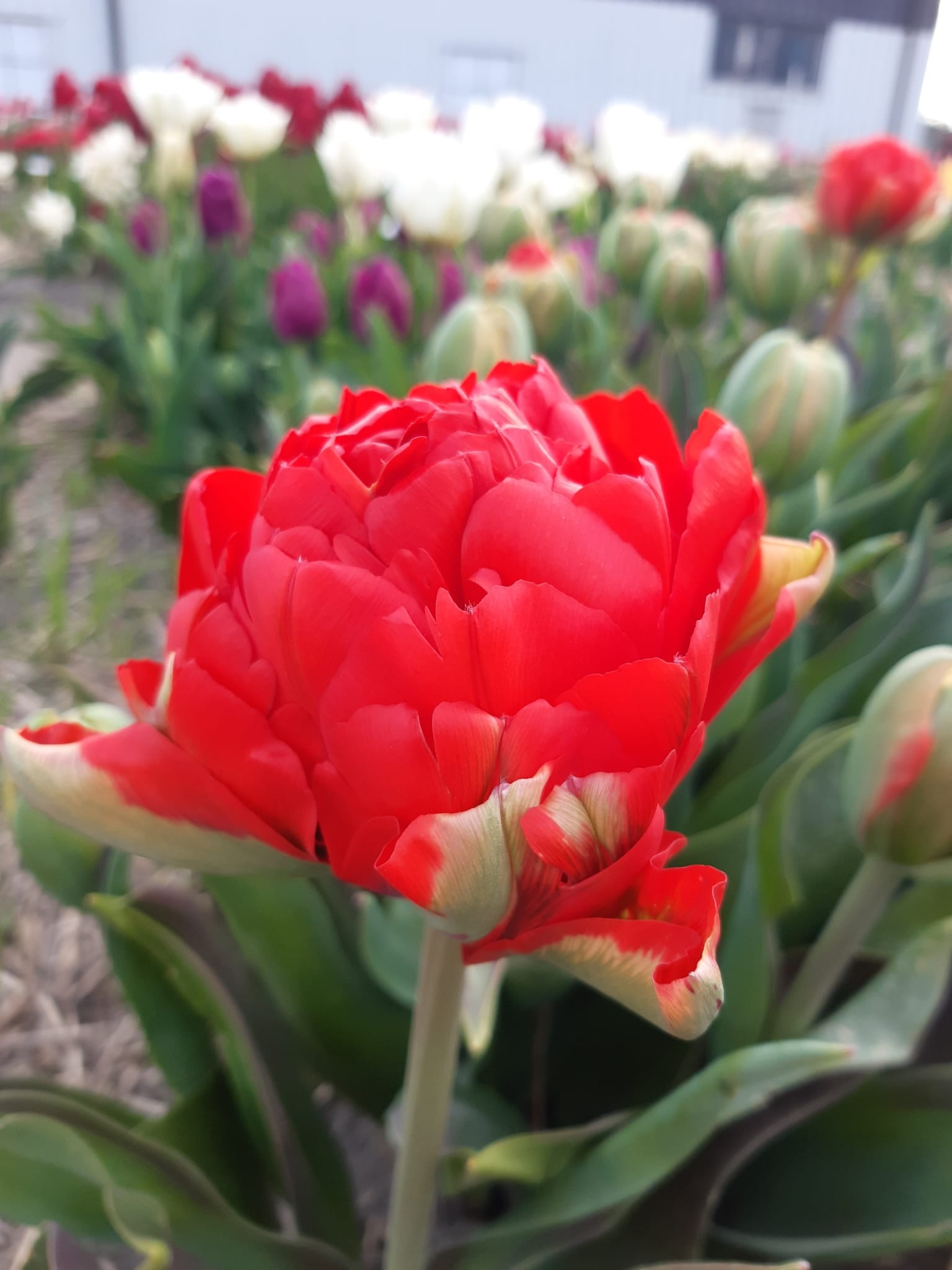 Tulpenbollen Red Wood - nieuwe, prachtige pioentulp! - Tulip Store