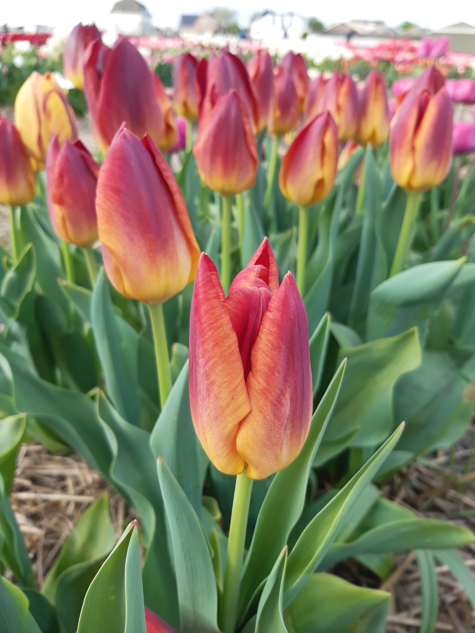 Tulip bulbs Amberglow - an unique wonderful tulip! - Tulip Store