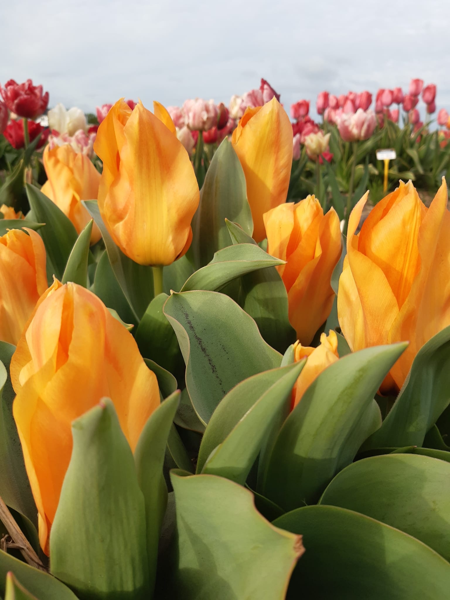 Tulip bulbs Orange Princeps - an earlyflowering and short tulip ...