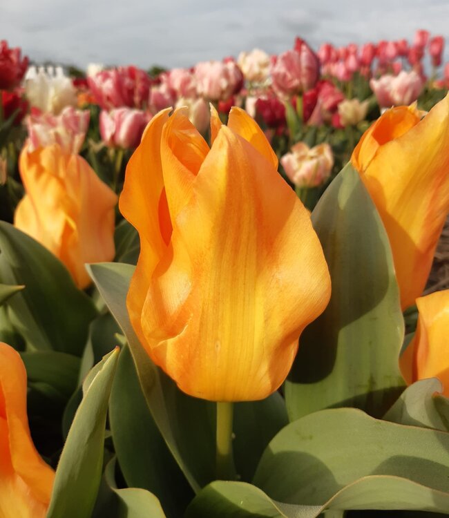 Tulip bulbs Orange Princeps - an earlyflowering and short tulip ...