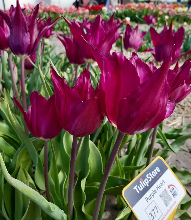 Tulip bulbs Purple Heart - very elegant tulip! - Tulip Store