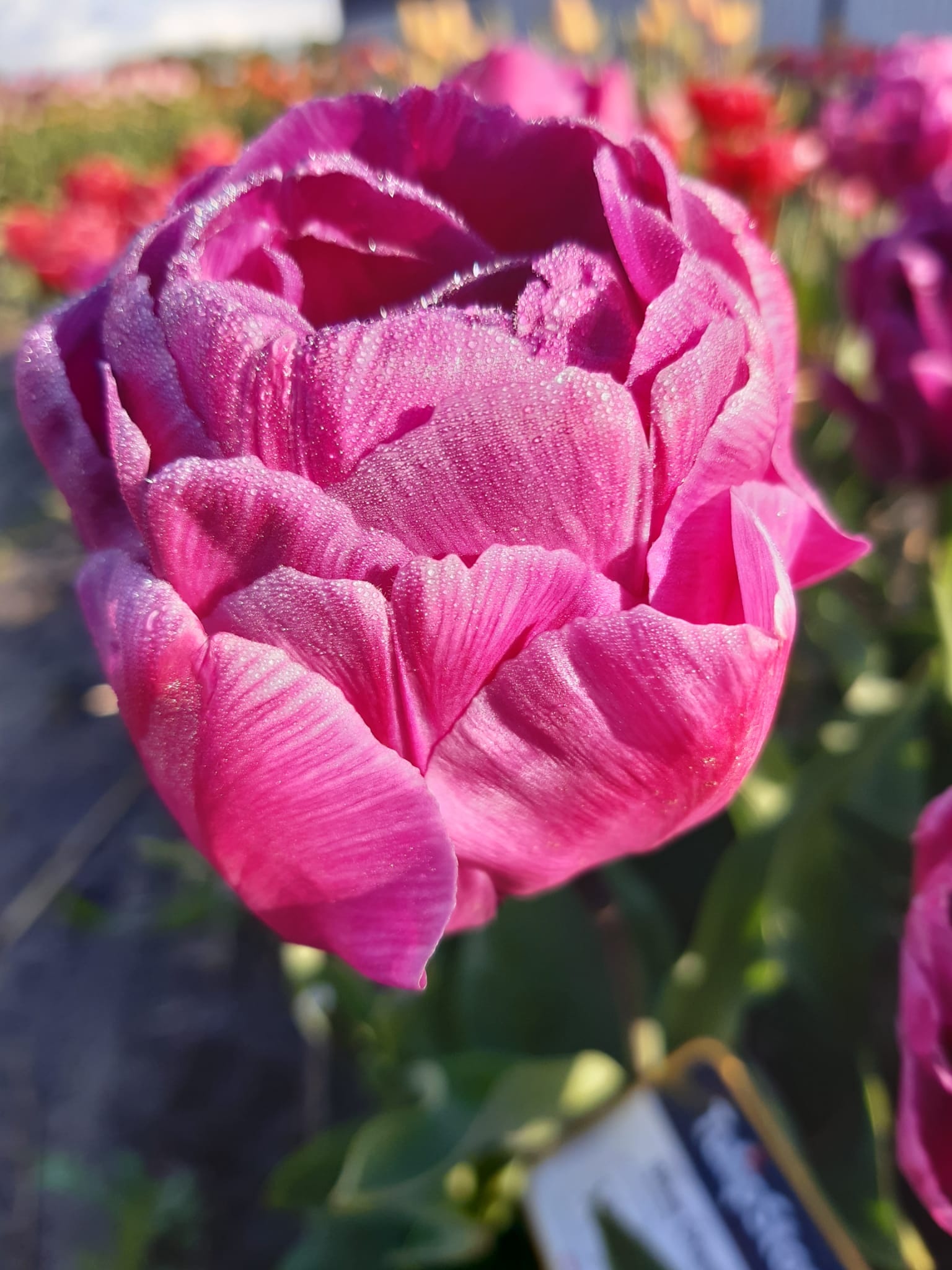 Tulip bulbs Blue Diamond - unique colour! - Tulip Store