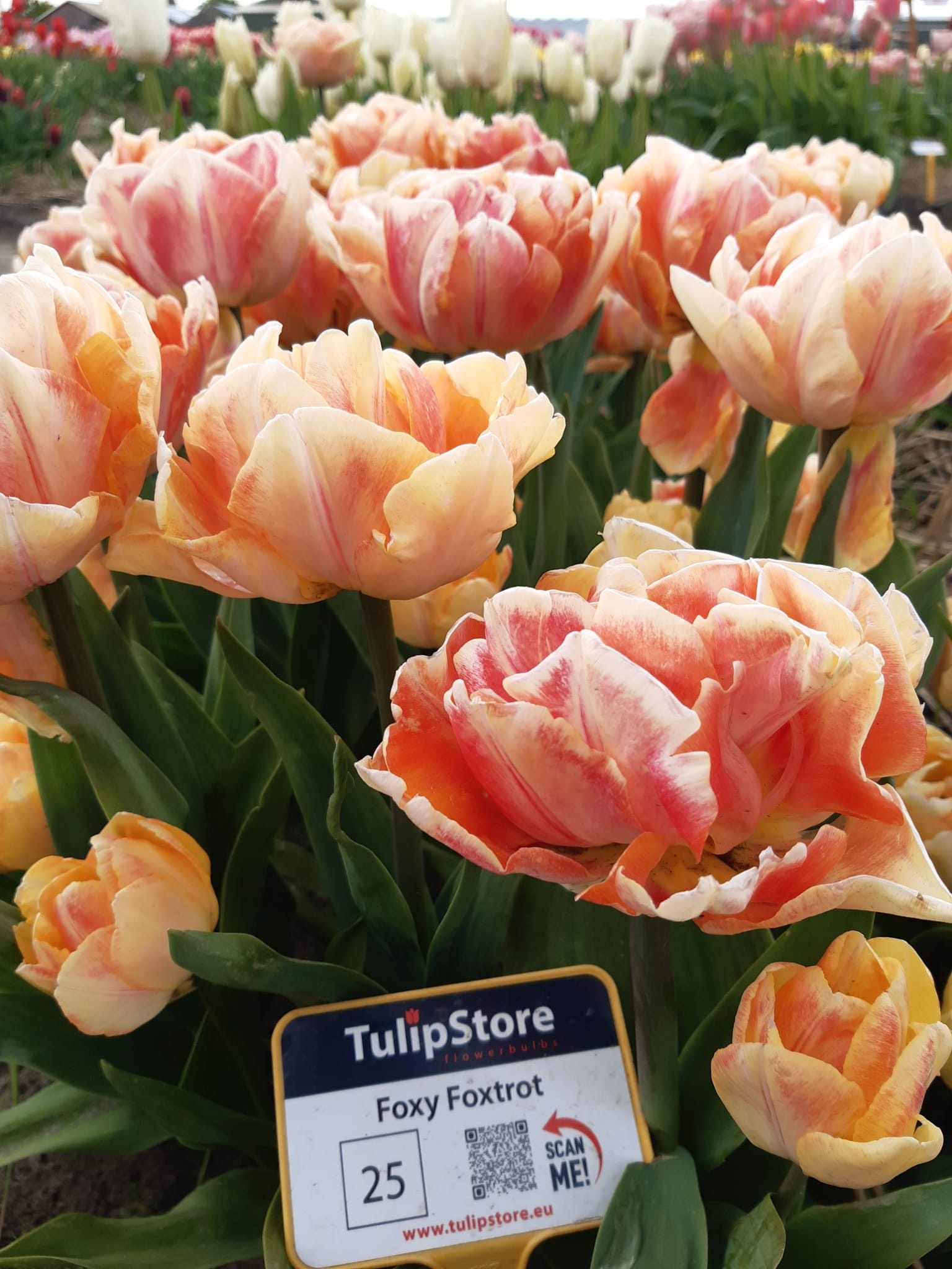 Tulip bulbs Foxy Foxtrot - a unique peony tulip! - Tulip Store