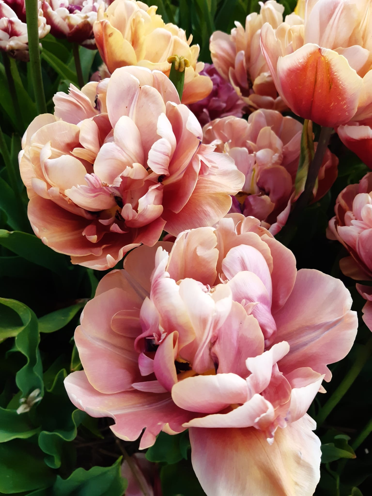 Tulip bulbs Pink Star - beautiful peony tulip! - Tulip Store