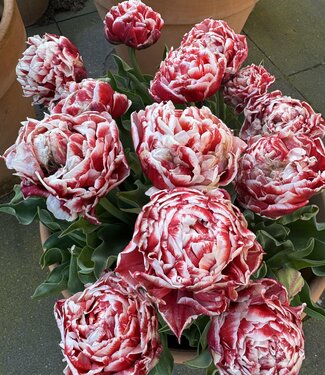 New tulips - Tulip Store