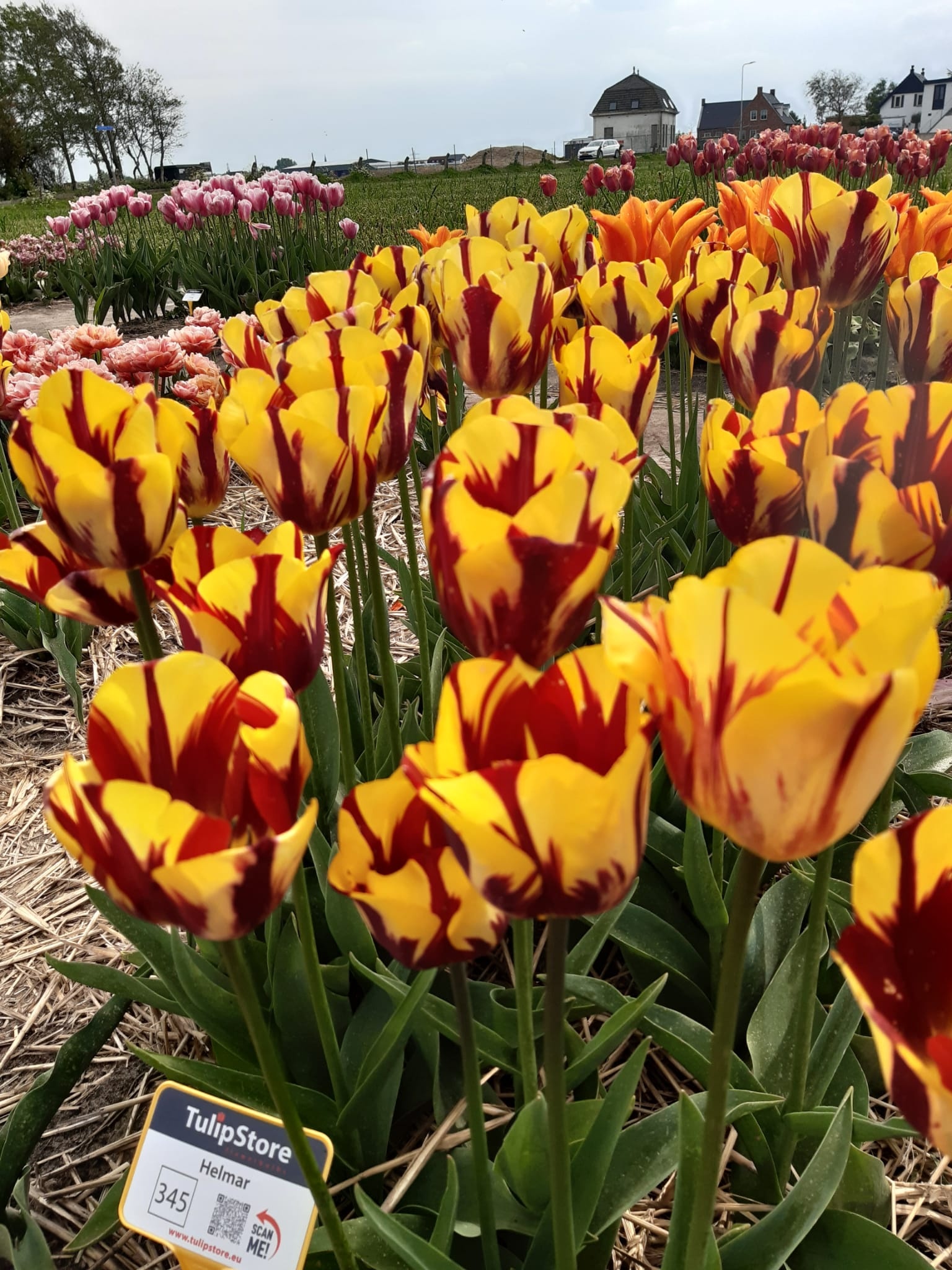 Tulip bulbs Helmar - beautiful flamed Rembrandt tulip! - Tulip Store