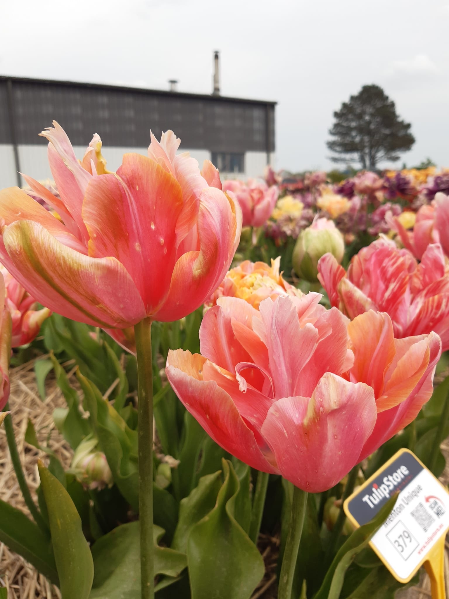Tulip bulbs Menton Unique - popular, pink peony tulip! - Tulip Store