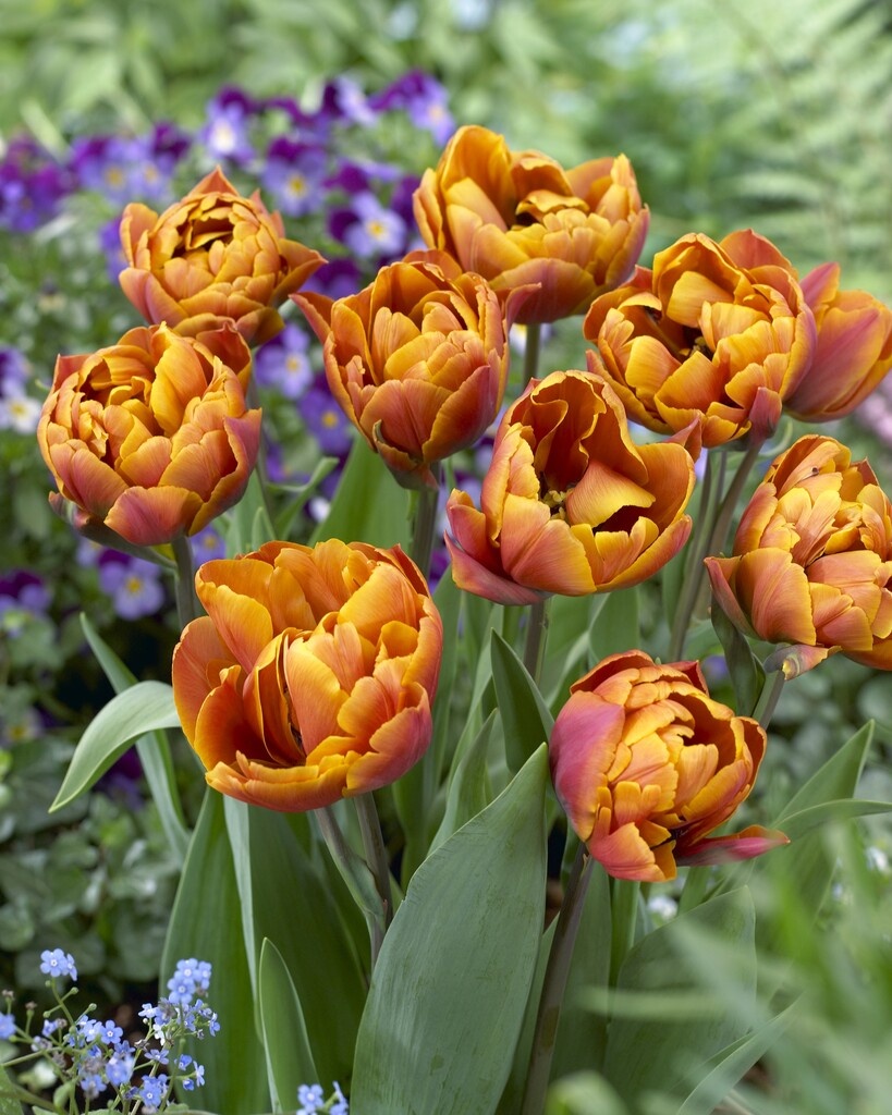 Tulip bulbs Brasil - peony tulip with a special colour! - Tulip Store