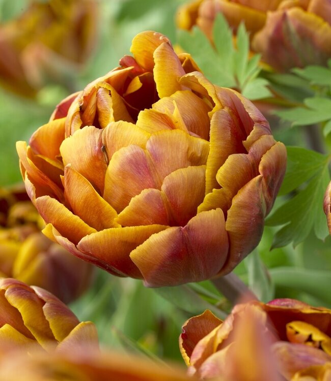 Tulip bulbs Brasil - peony tulip with a special colour! - Tulip Store