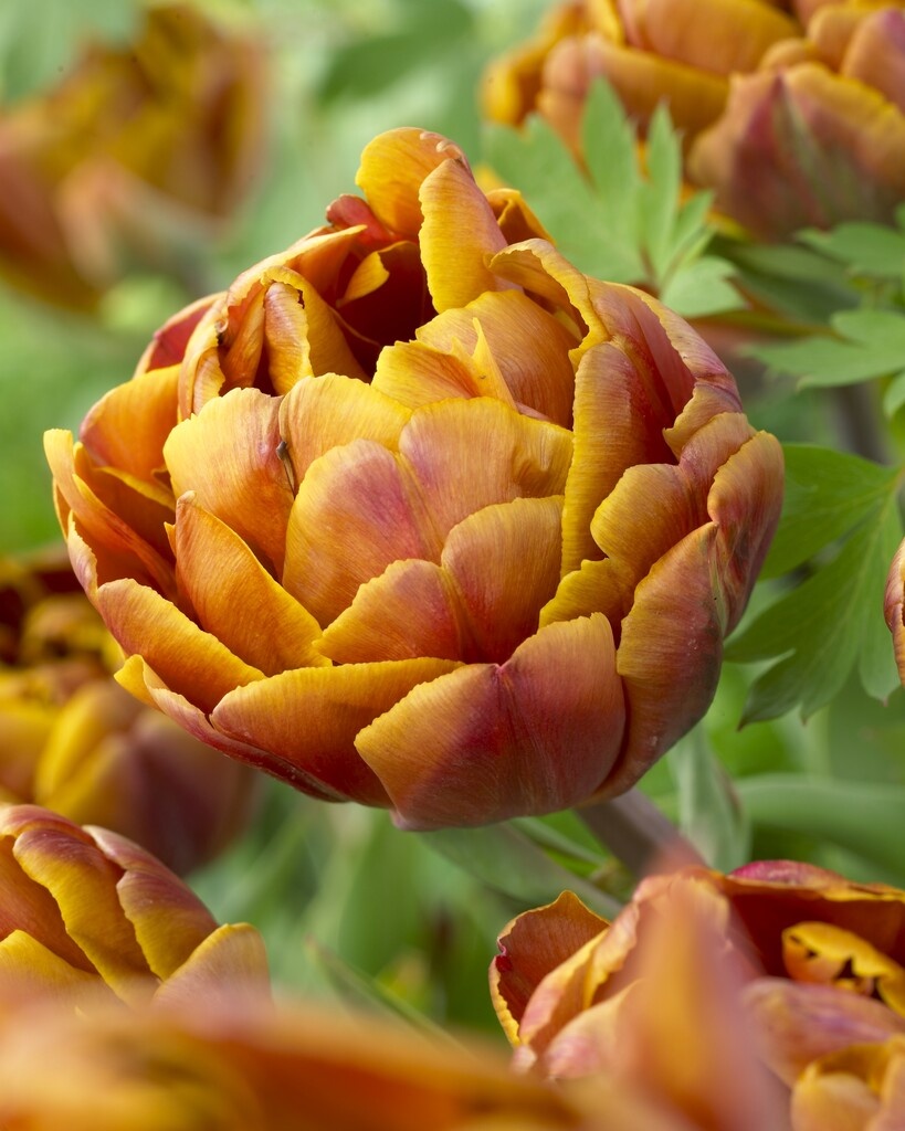 Tulip bulbs Brasil - peony tulip with a special colour! - Tulip Store