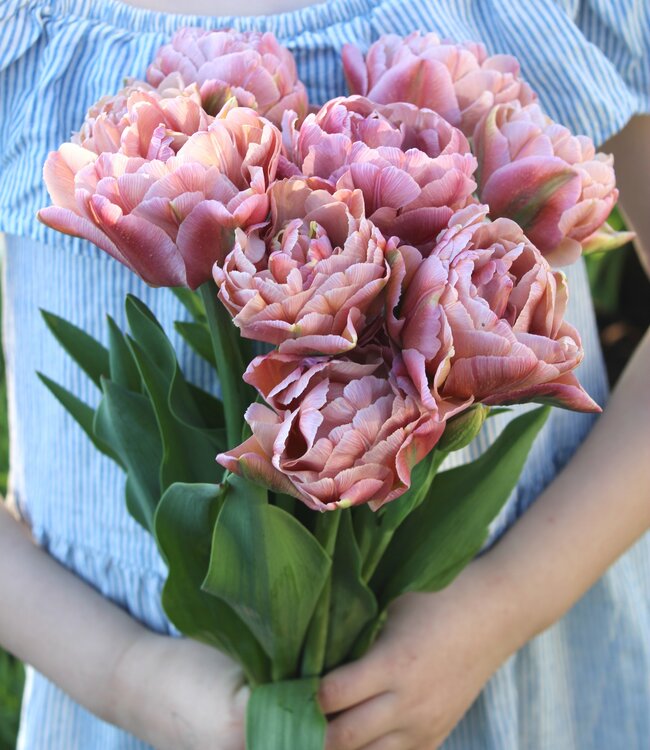 Tulip bulbs La Belle Epoque - beautiful peony tulip! - Tulip Store