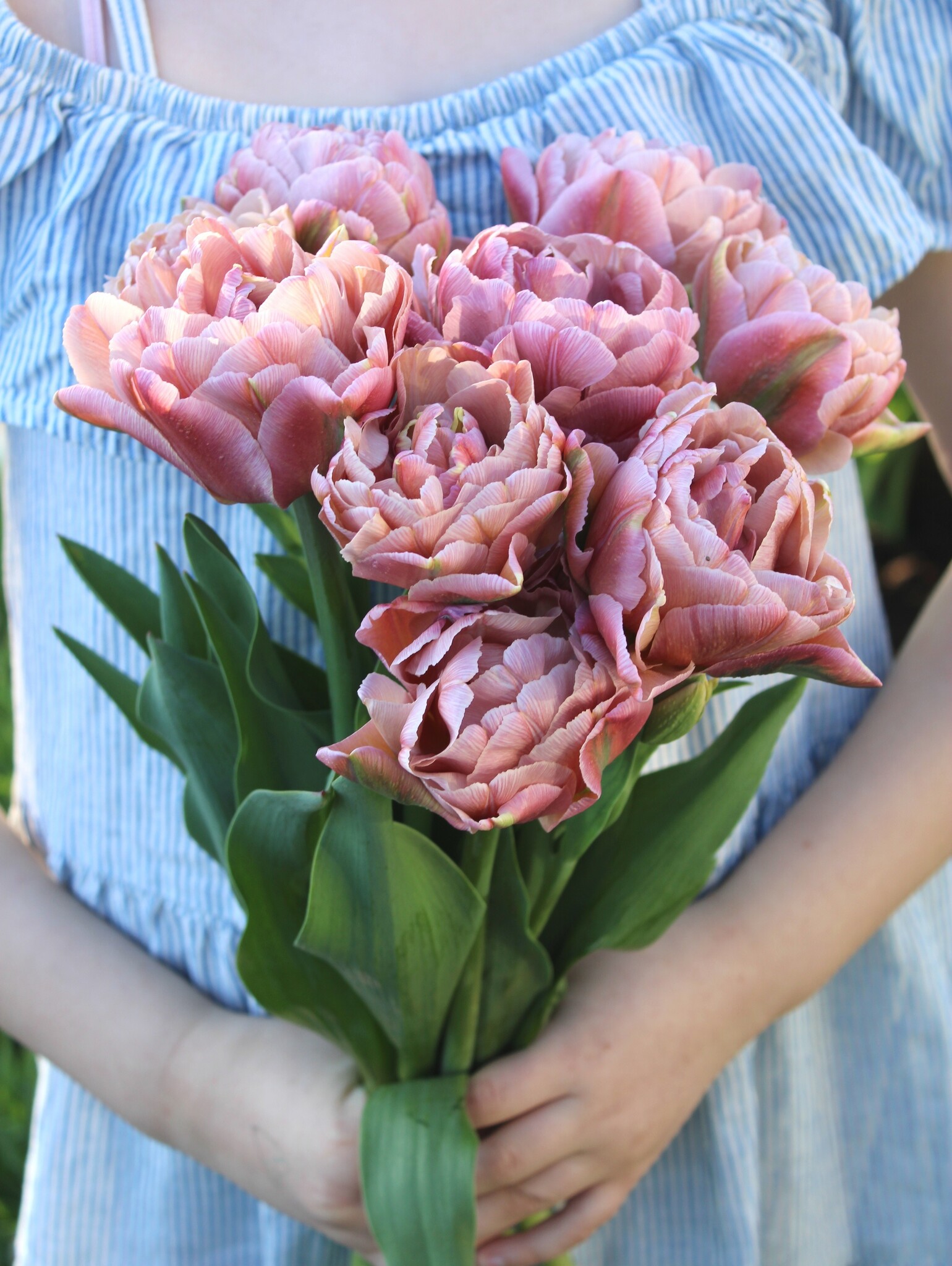 Tulip bulbs Beachberry - new, very exclusive peonyflowering tulip ...