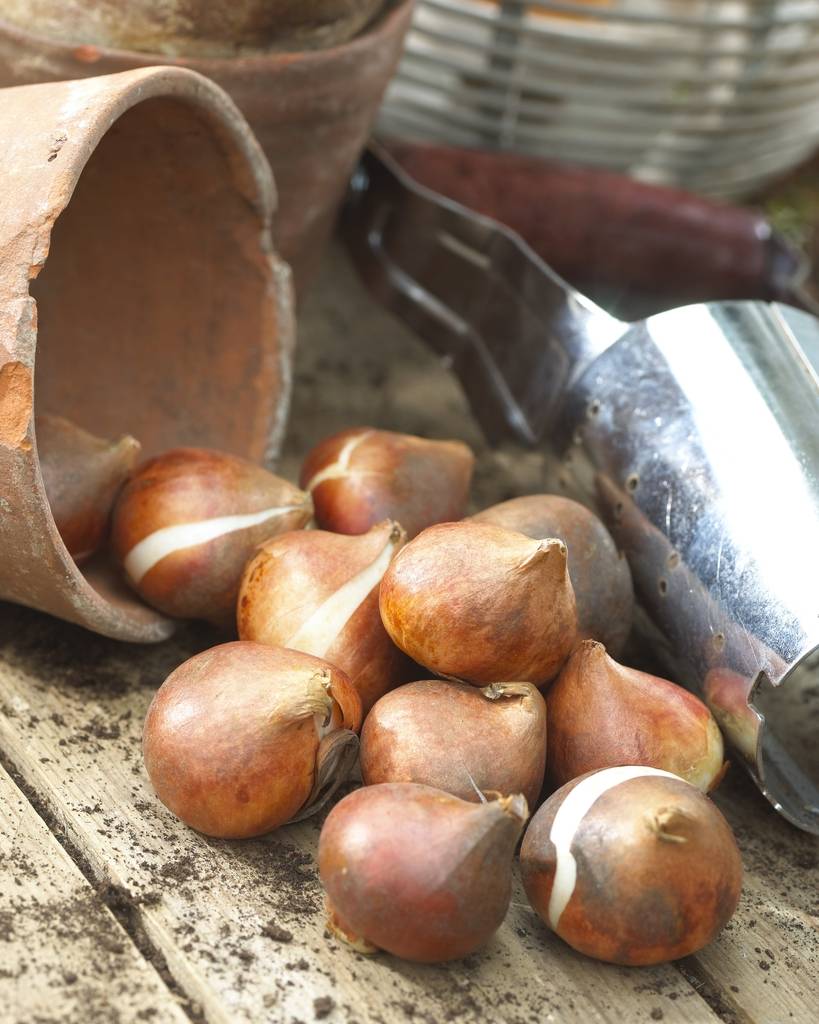 Tulpenbollen Alise - prachtig getekende tulp! - Tulip Store