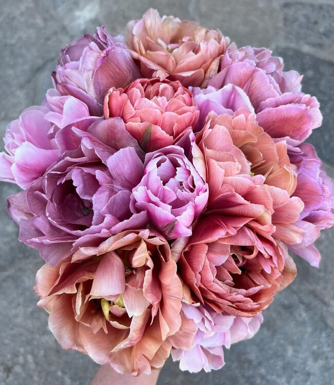 Tulip bulbs Therese's Treasure - exclusive tulipmixture! - Tulip Store