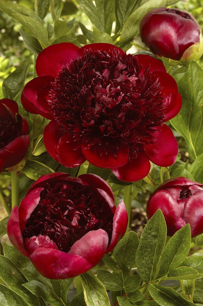Peony roots Red Charm - lovely dark colour! - Tulip Store