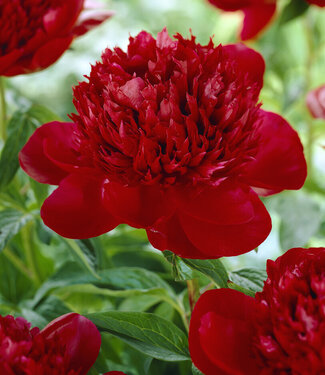 Paeonia | Pfingstrosen mit einzigartigen Farben| Tulip Store - Tulip Store