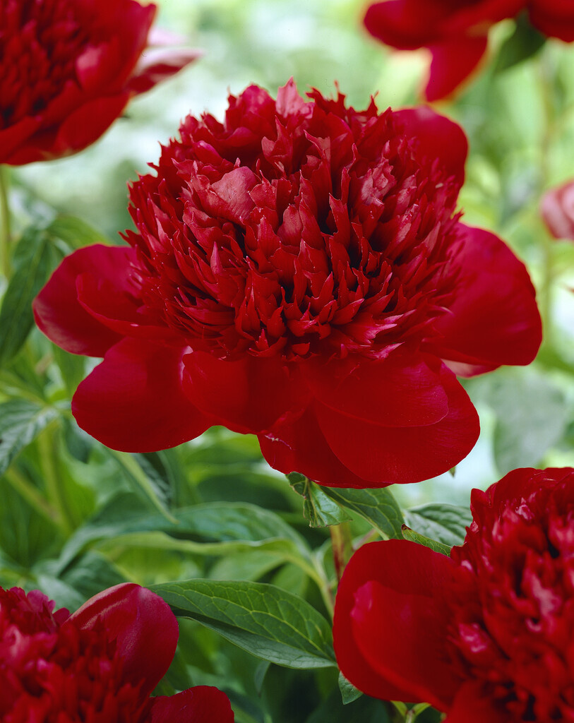 Peony roots Red Charm - lovely dark colour! - Tulip Store