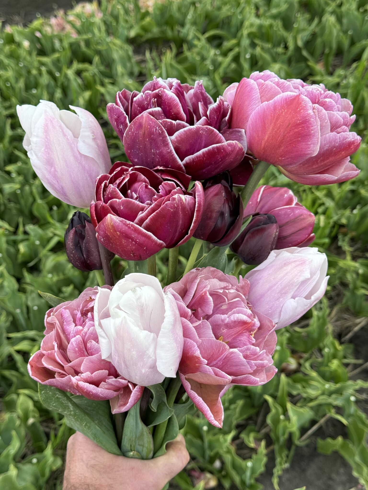 Tulip bulbs Dream Touch - beautiful edged peony tulip! - Tulip Store