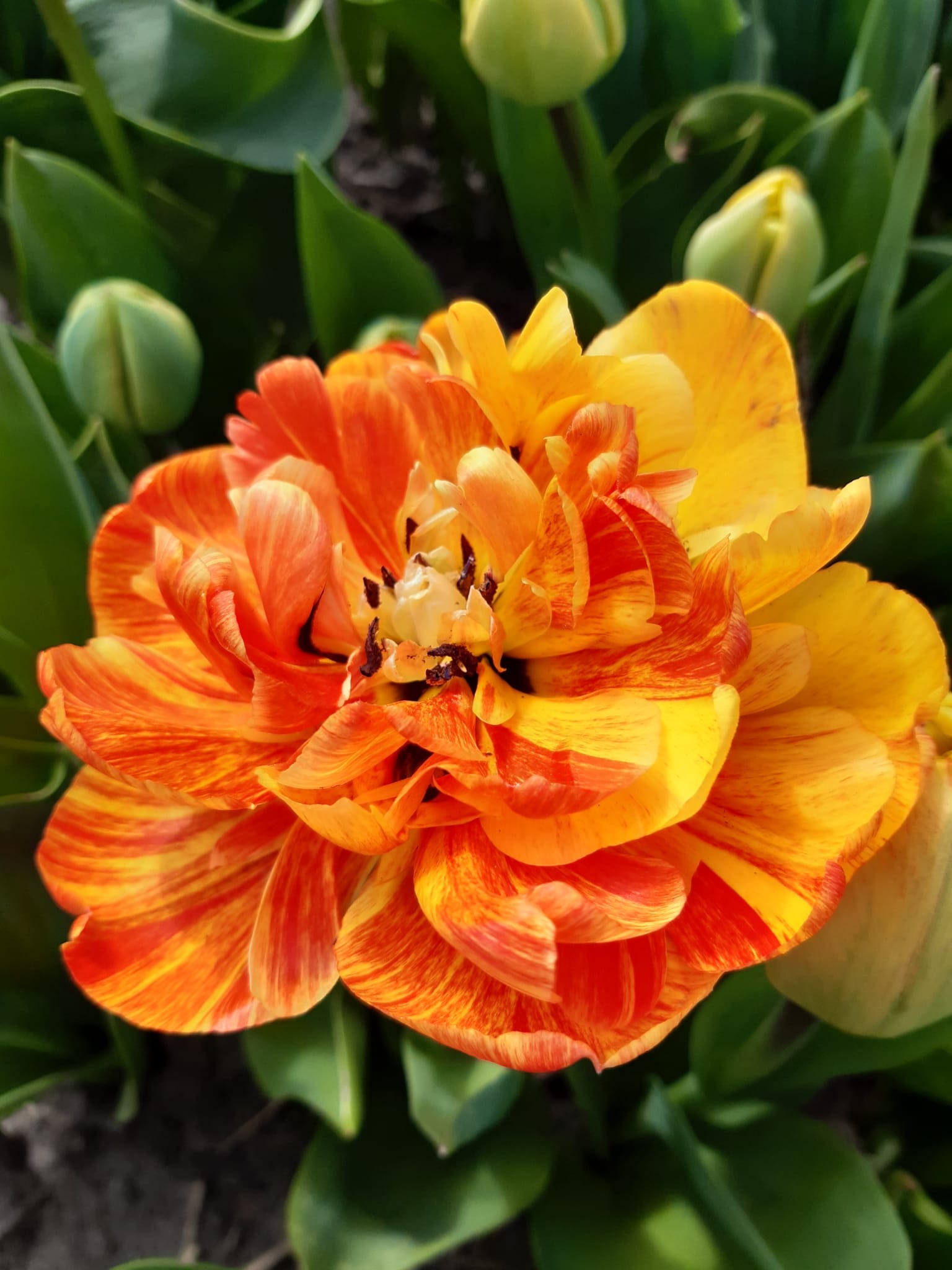 Tulip bulbs Sun Lover - a fragrant orange peonyflowering tulip! - Tulip ...