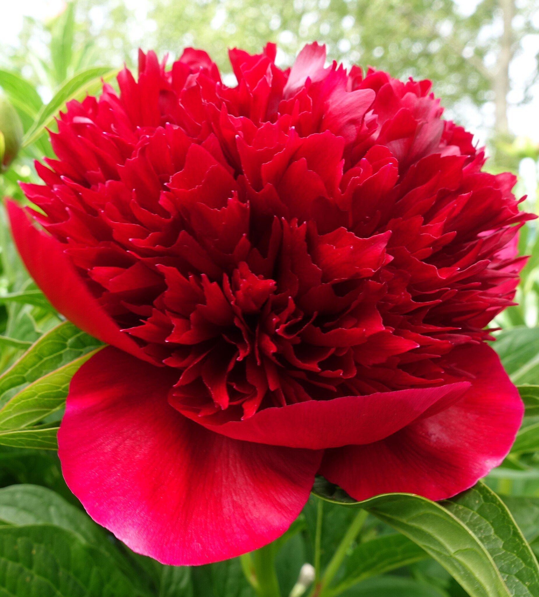 Peony roots Red Charm - lovely dark colour! - Tulip Store