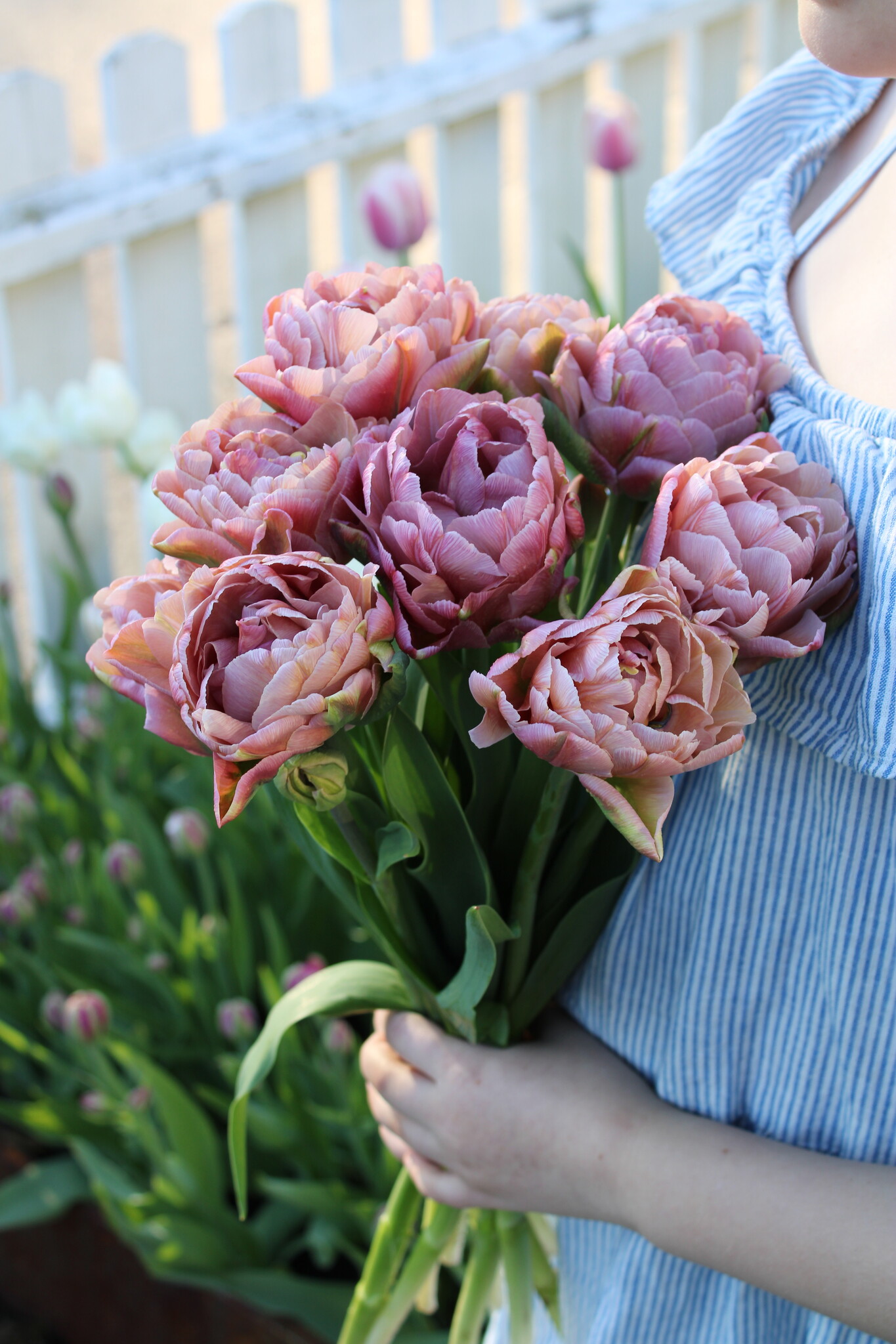 Tulip bulbs Beachberry - new, very exclusive peonyflowering tulip! - Tulip Store