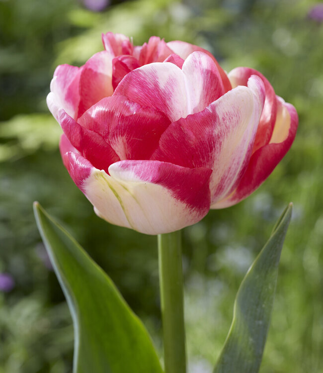 Tulip bulbs Double Blizz - new large peony tulip! - Tulip Store