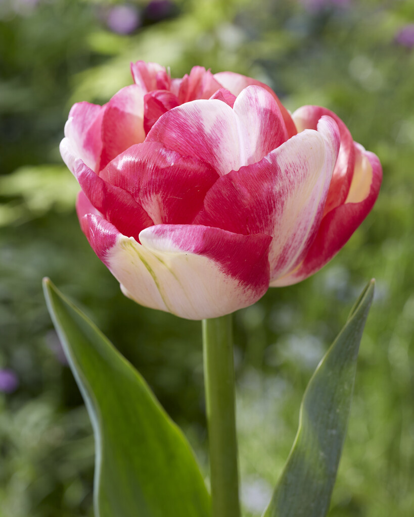 Tulip bulbs Double Blizz - new large peony tulip! - Tulip Store